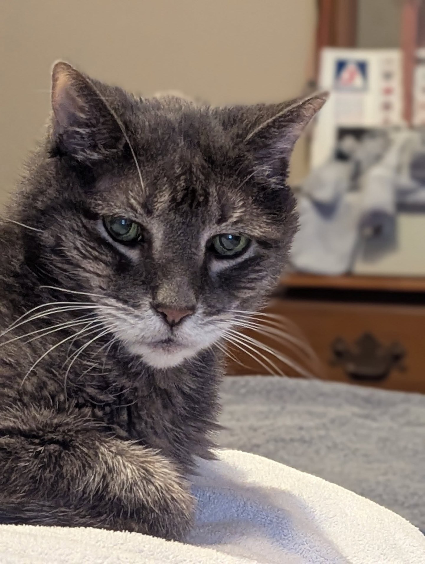 A final goodbye to my buddy Clyde | grayfeathersblog